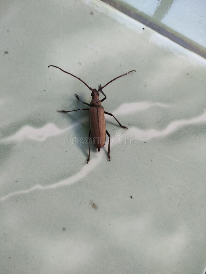 Aegosoma Scabricorne an Insect Long- Horned Beetles Stock Photo - Image ...