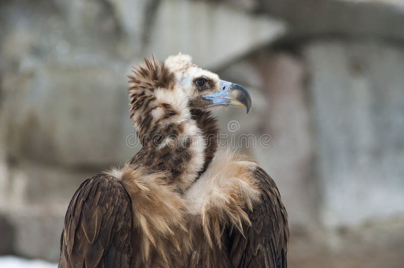 Aegypius monachus stock image. Image of profile, aegypius - 51327557