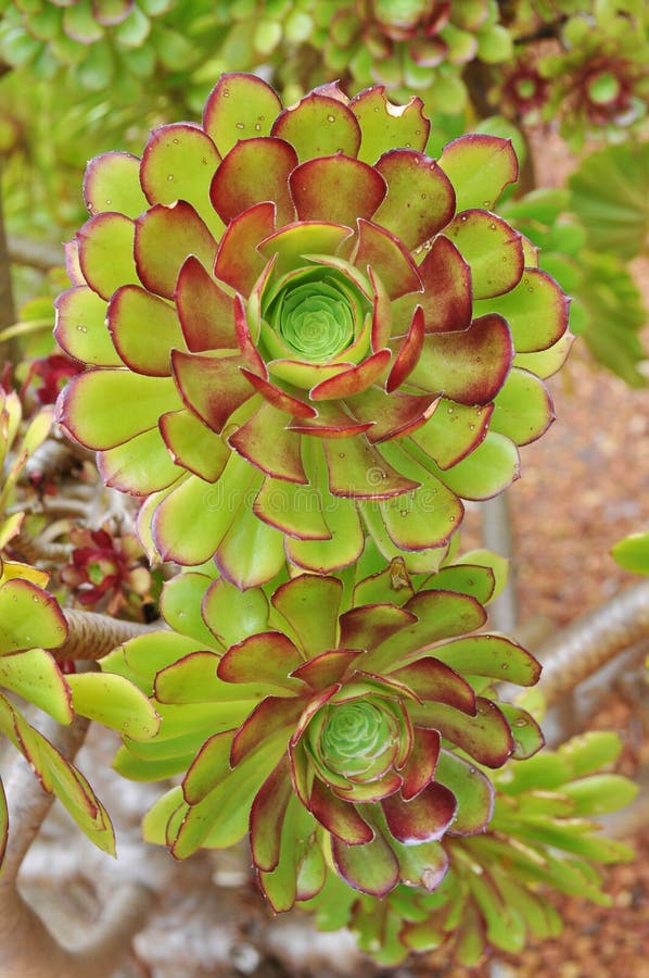Aeonium stock image. Image of aeonium, green, garden - 23636985