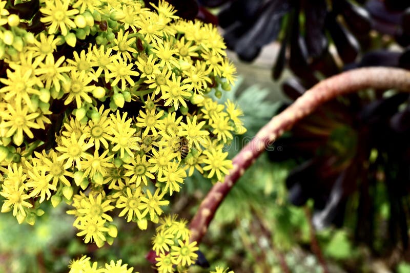 Aeonium Arboreum or Irish Rose with Yellowjacket 2 Stock Photo - Image ...