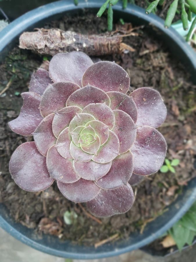 Aeonium arboreum Plant- stock photo. Image of houseleek - 250943148