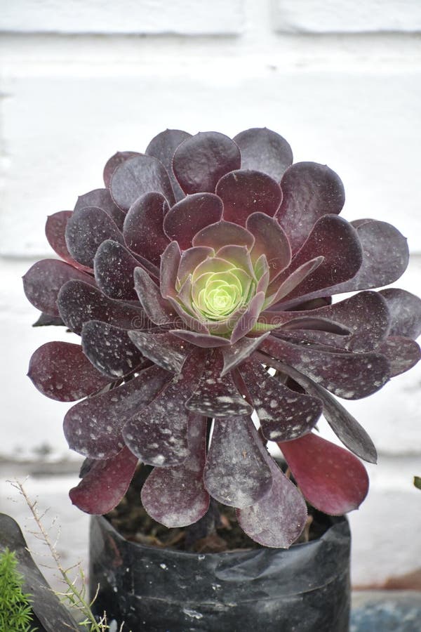 Aeonium arboreum-SUCCULENT stock photo. Image of houseleek - 276811312