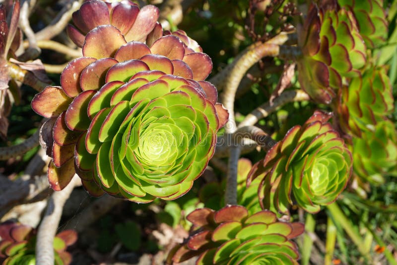 An Aeonium Arboreum, the Tree Aeonium, Tree Houseleek, or Irish Rose ...