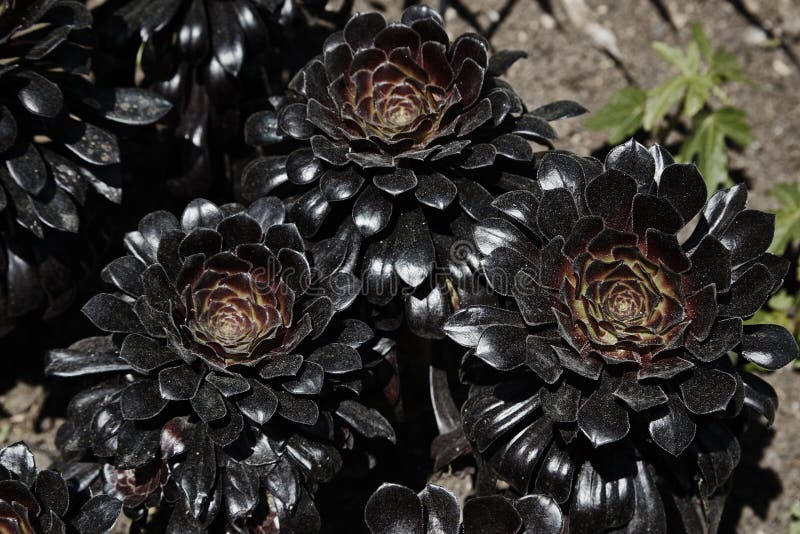 Variety Zwarkop Stock Photos - Free & Royalty-Free Stock Photos from ...