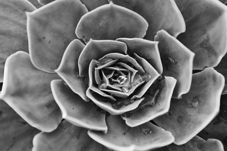 Aeonium Background stock photo. Image of closeup, cacti - 13022522