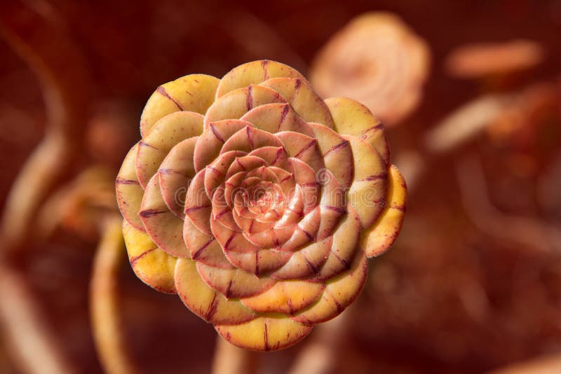 Aeonium Canariense Verode Cactus Plant Stock Image - Image of botanical ...