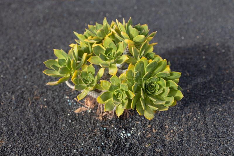 Aeonium Lancerottense Sobre Fondo Negro Foto de archivo - Imagen de ...