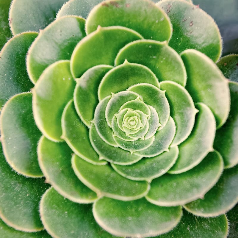 Aeonium Plant Nature Background. Aeonium Nature Plant. Aeonium Plant ...