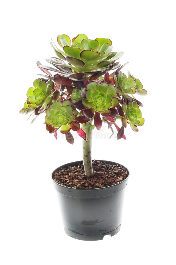 Aeonium in a pot stock image. Image of leaf, plant, white - 192621267