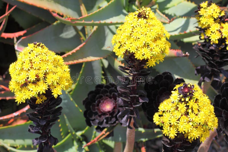 Aeonium Rose Noire En Fleur Photo stock - Image du batteries, floraison ...