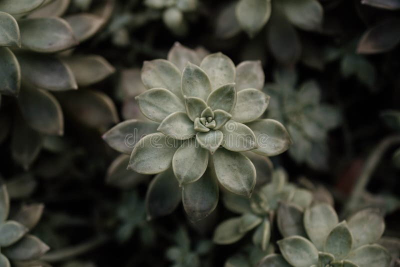 Deep Red Colors of a Maple Tree in Autumn Stock Image - Image of ...