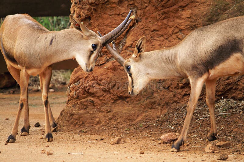 Aepyceros melampus stock image. Image of exemplary, africa - 23361441