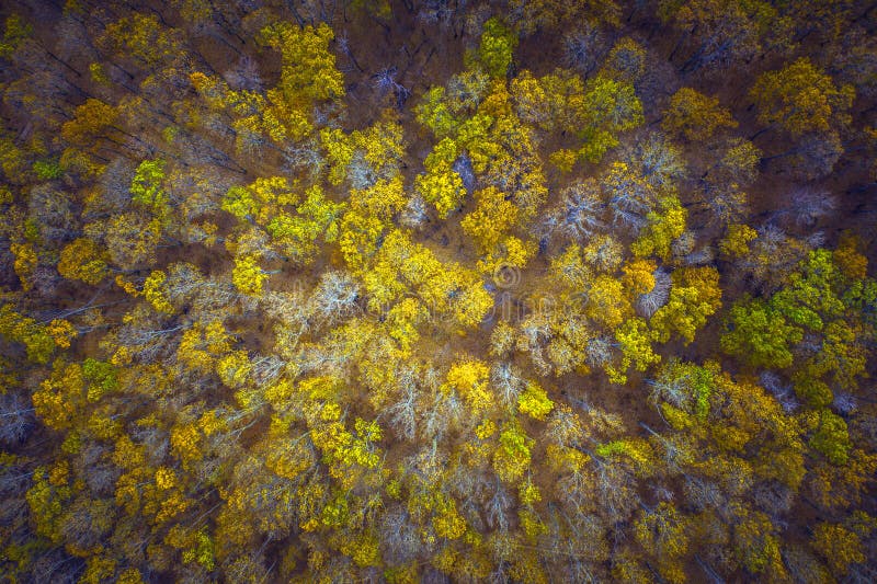 Aerial Above View of Autumn Forest Stock Photo - Image of mountain ...