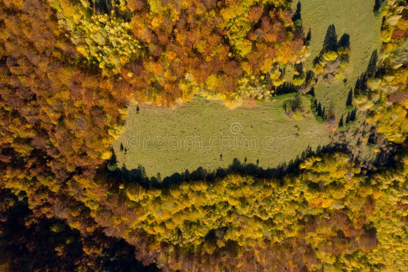 Aerial Above View of an Opening, Clearing in Autumn Forest Stock Photo ...