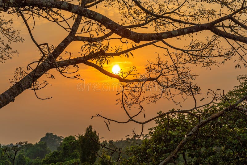 Aerial Amazon Rainforest Sunset, Yasuni Stock Image - Image of ...