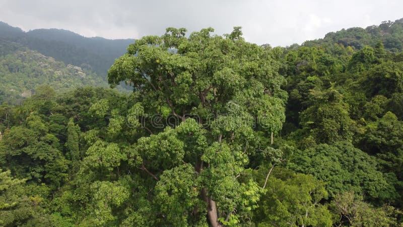 Aerial Ascending the Tree and Look Down Stock Footage - Video of aerial ...
