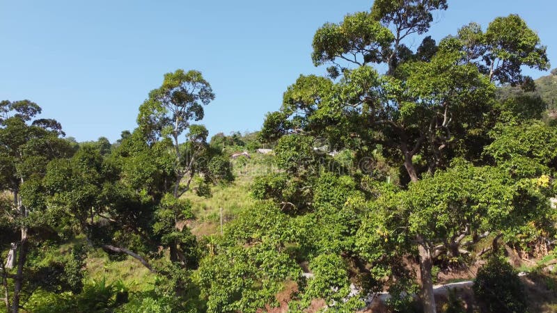 Ascending View the Tree in Plantation Stock Footage - Video of forest ...