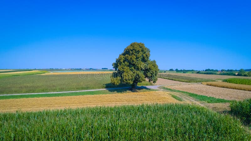 Big single tree and fields stock photo. Image of tree - 125159228