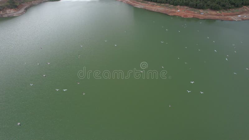 Aerial Birds Flying on Lake Stock Video - Video of birds, colorful ...