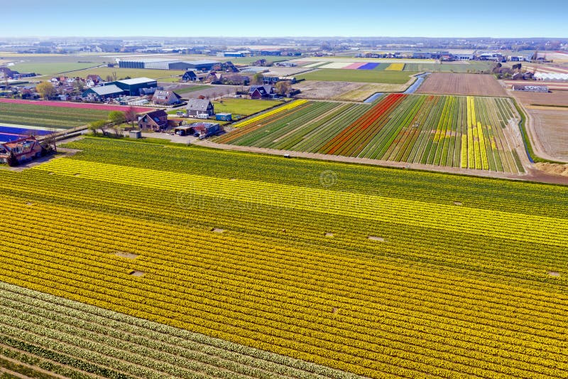 Aerial from Flower Fields and a Historical Windmill in the Countryside ...