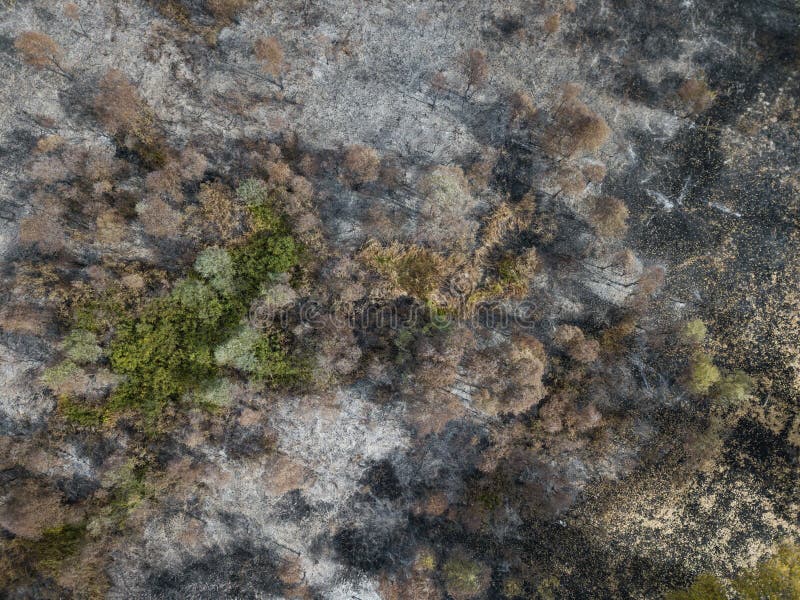 Aerial Burnt Out Tree Remnants of a Forest Fire Stock Image - Image of ...