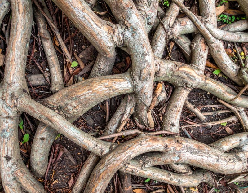 Aerial Close Up of Tangled Tree Roots with Intricate Patterns and Soil ...