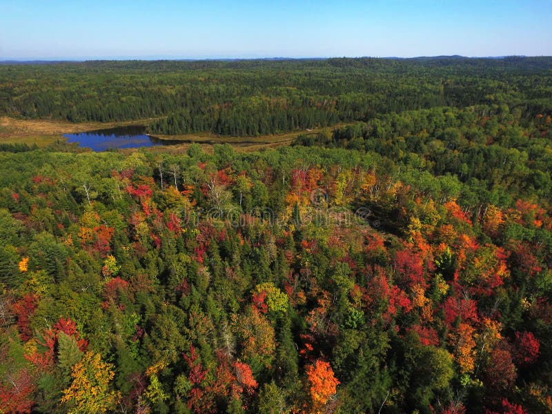 Aerial of Colorful Fall Forest Stock Image - Image of bird, marsh ...