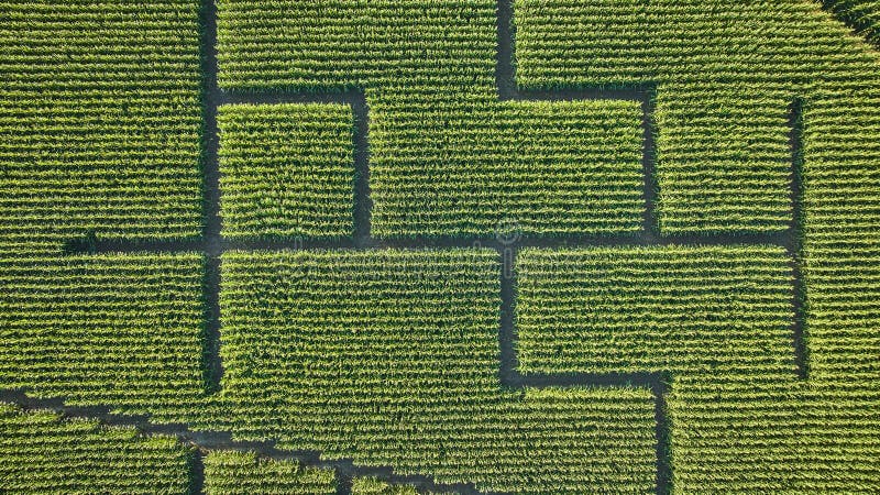 Aerial Corn Maze Geometric Patterns in Fort Wayne Indiana Stock Image ...