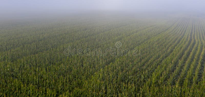 Aerial of Cornfield in the Fog Stock Photo - Image of outdoor, drone ...