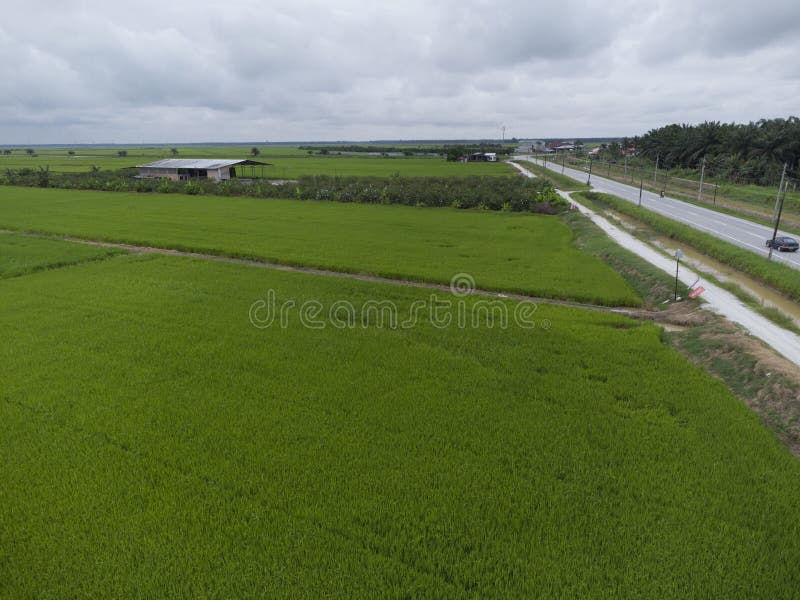 Aerial Daytime Scene at the Green Paddy Field Farm Stock Photo - Image ...