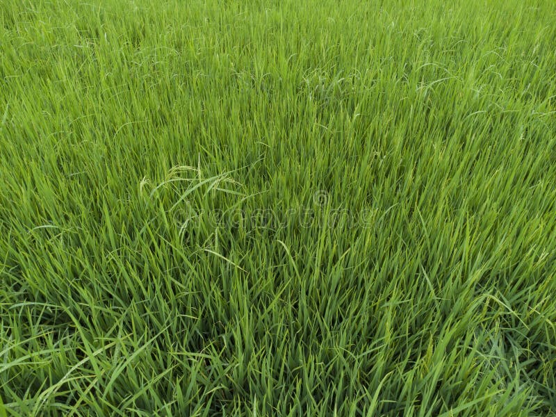 Aerial Daytime Scene at the Green Paddy Field Farm Stock Photo - Image ...