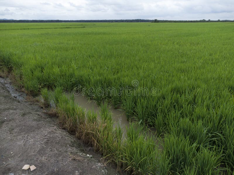 Aerial Daytime Scene at the Green Paddy Field Farm Stock Photo - Image ...