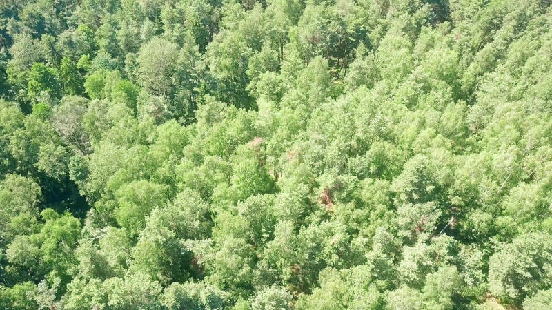 Aerial Down View of European Forest Trees on a Sunny Summer Day Stock ...