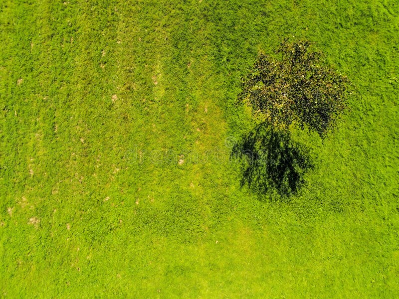 Aerial Drone Top Down View on a Green Grass Field with One Tree Casting ...