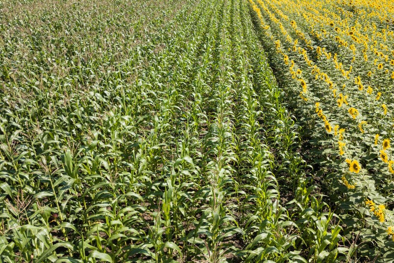 Aerial View Corn Field Cornfield Stock Photos - Download 686 Royalty ...