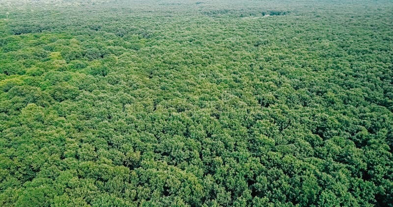 Aerial Drone View of Forest Trees Landscape Stock Photo - Image of road ...