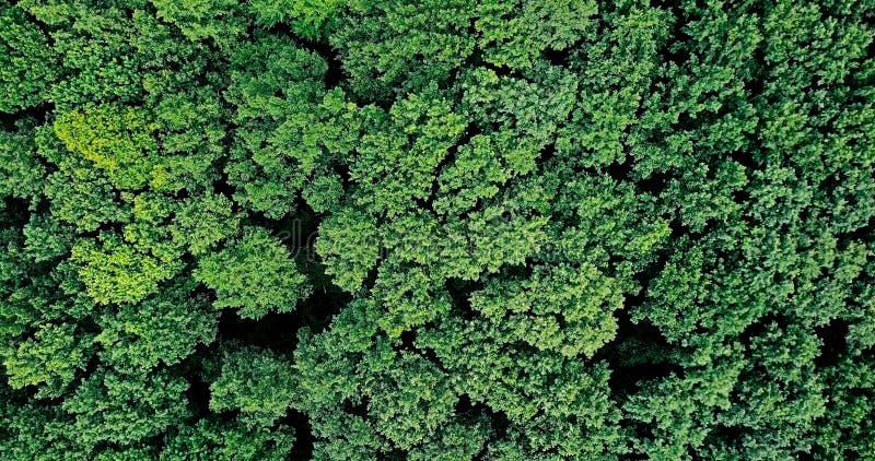 Aerial Drone View of Forest Trees Landscape Stock Image - Image of park ...