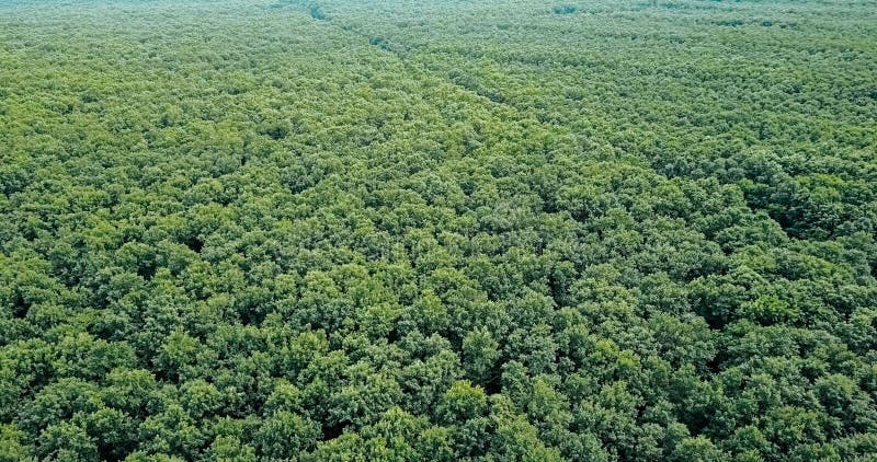 Aerial Drone View of Forest Trees Landscape Stock Photo - Image of ...