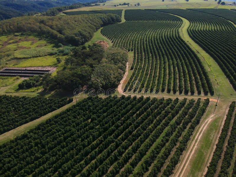 Aerial Drone View of a Green Coffee Field Stock Photo - Image of food ...