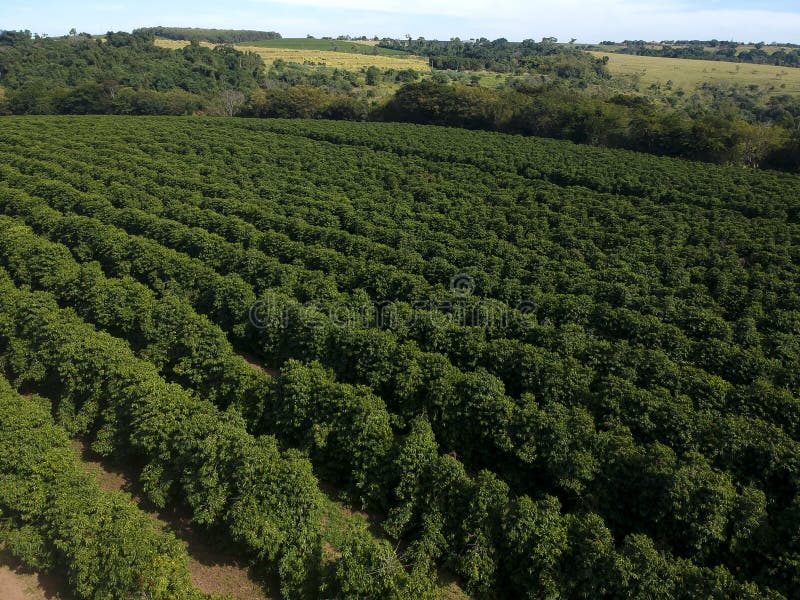 Aerial Drone View of a Green Coffee Field Stock Image - Image of fresh ...
