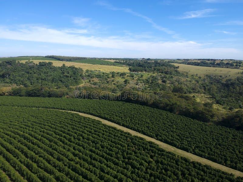 Aerial Drone View of a Green Coffee Field Stock Image - Image of ...