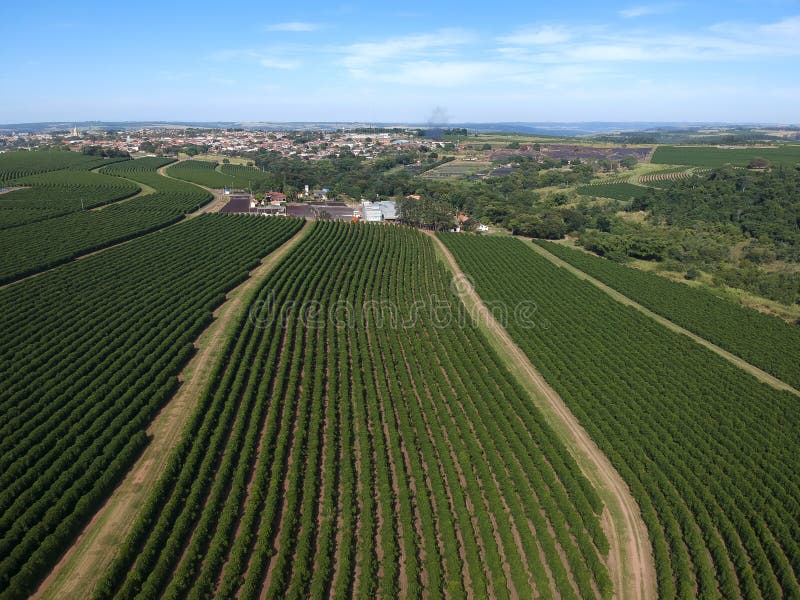 Aerial Drone View of a Green Coffee Field Stock Image - Image of cafe ...