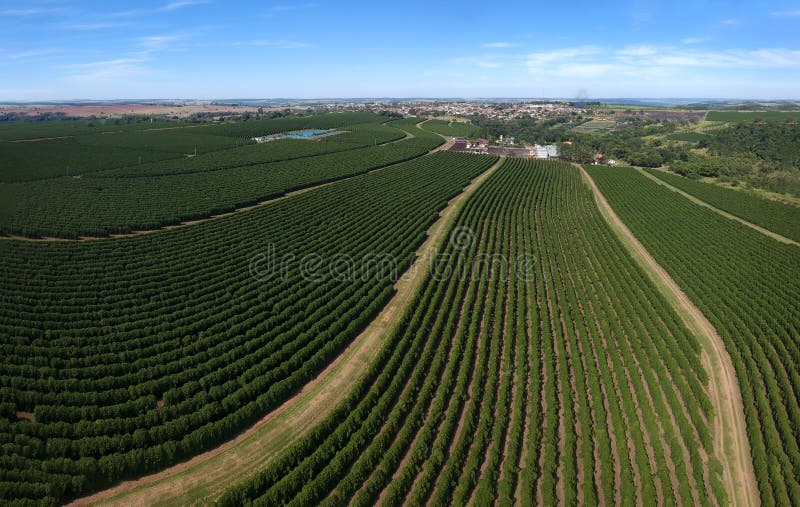 Aerial Drone View of a Green Coffee Field Stock Image - Image of grow ...