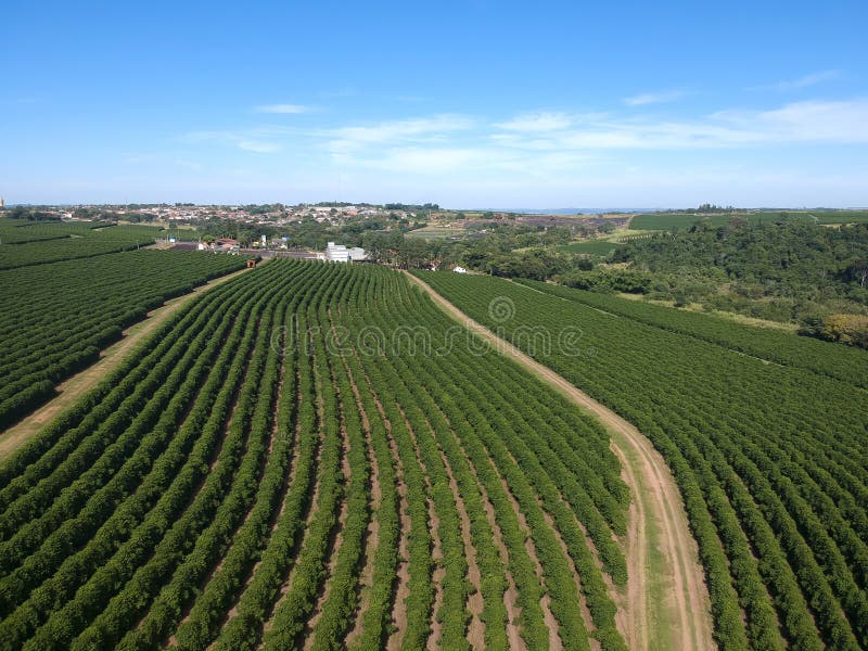 Aerial Drone View of a Green Coffee Field Stock Image - Image of drone ...
