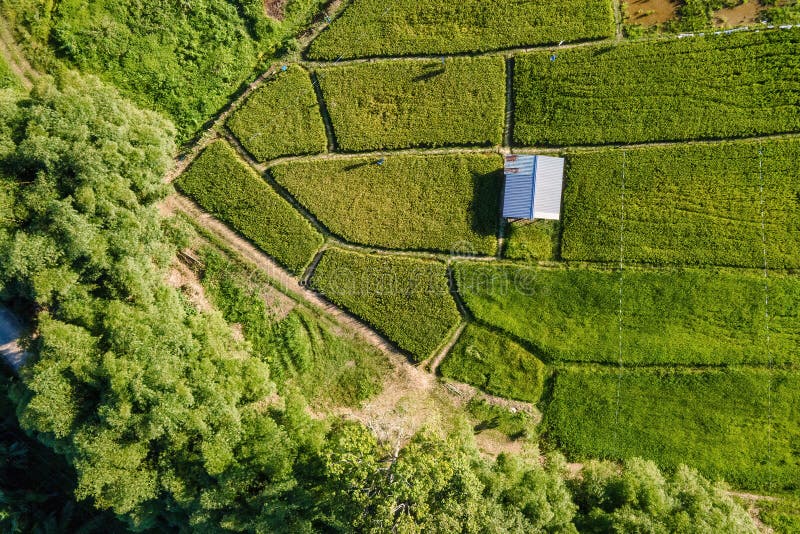 Aerial Drone View of a Hut at a Paddy Field Stock Photo - Image of ...