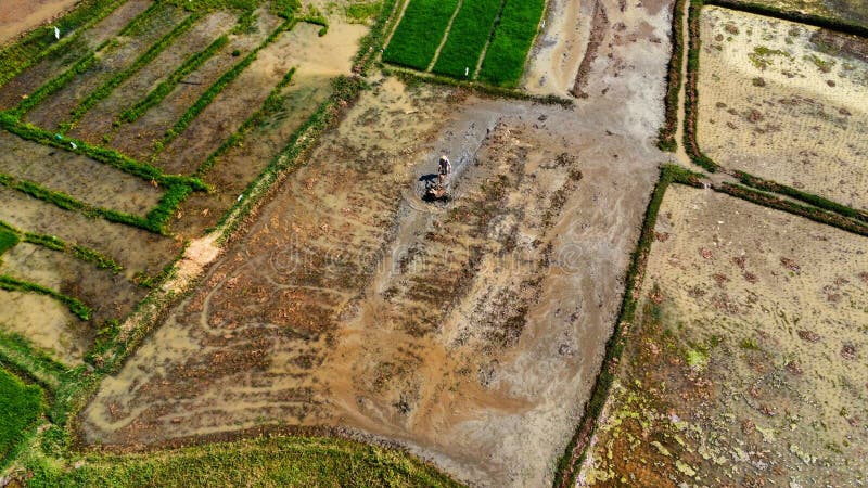 Aerial Drone View of Paddy Farming in India HD Stock Photo - Image of ...