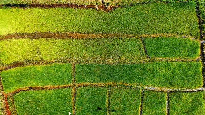 Aerial Drone View of Paddy Farming in India HD Stock Image - Image of ...