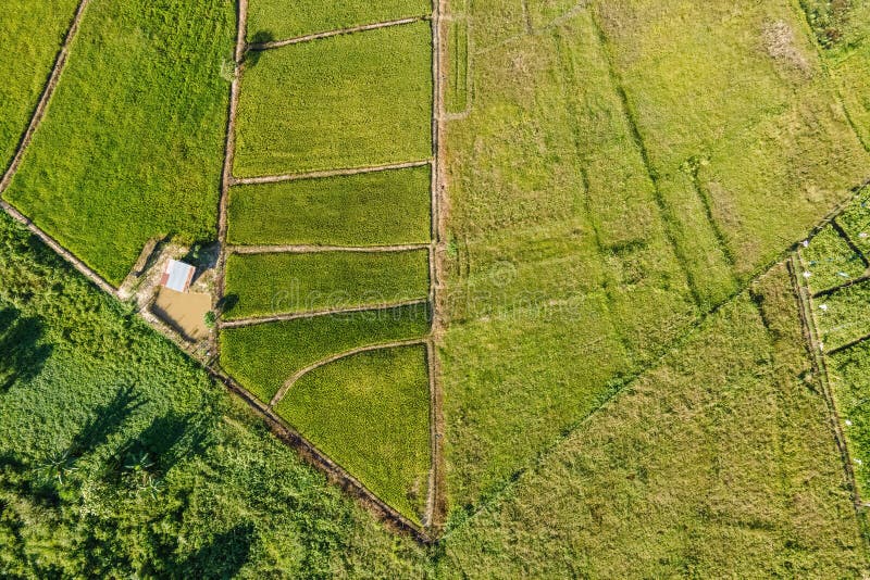 Aerial Drone View of Paddy Field Stock Photo - Image of aerial ...