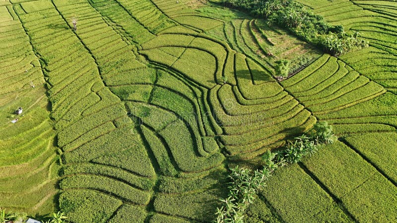 Aerial Drone View Rice Terraces Height Landscape Stock Photos - Free ...