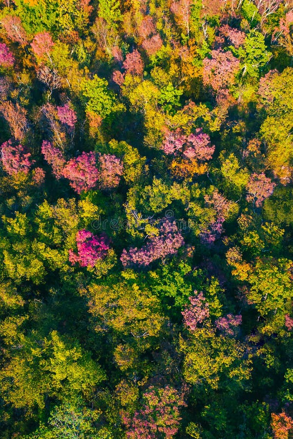 Aerial Drone View of Stunning Colorful Autumn Fall Forest. Drone Aerial ...